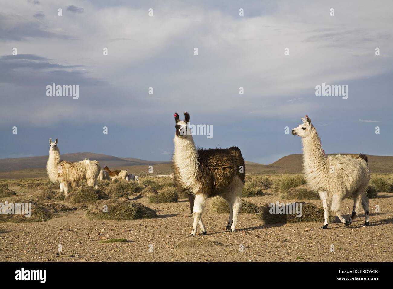 Walking with llamas hi-res stock photography and images - Alamy