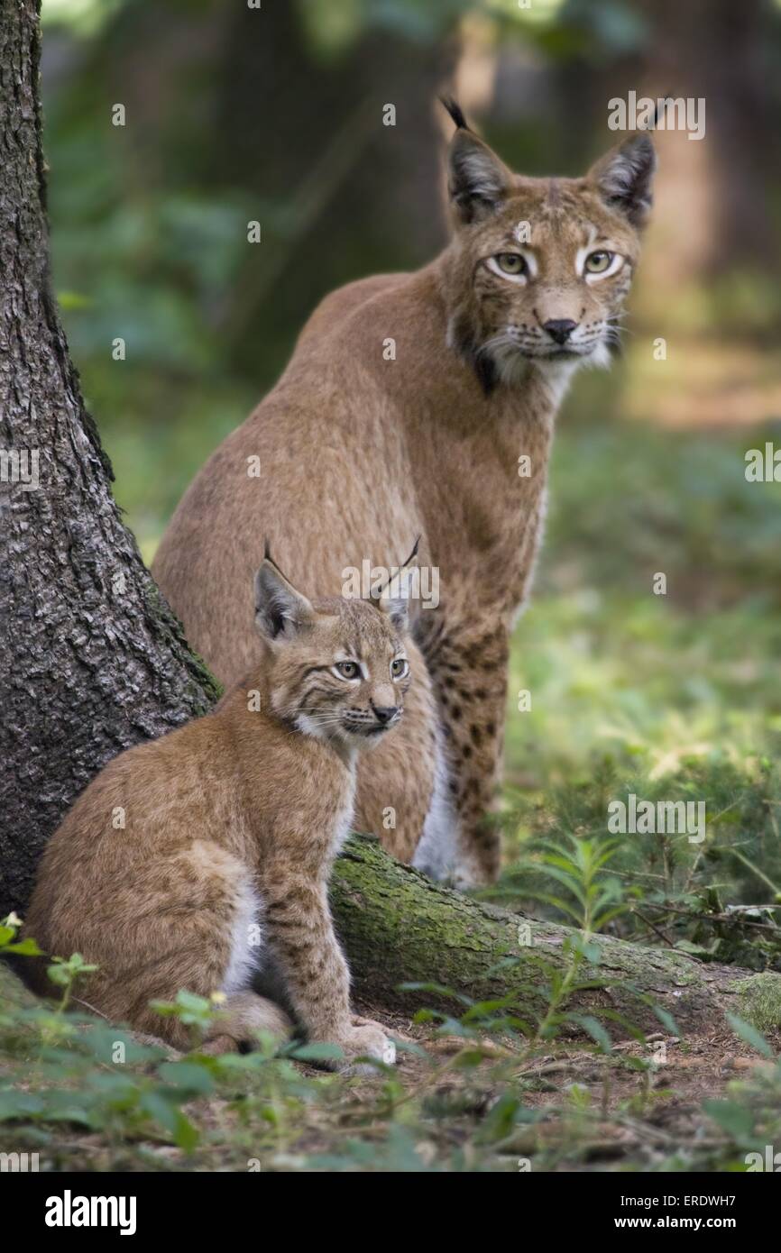 Two eurasian lynx lynx lynx hi-res stock photography and images - Alamy