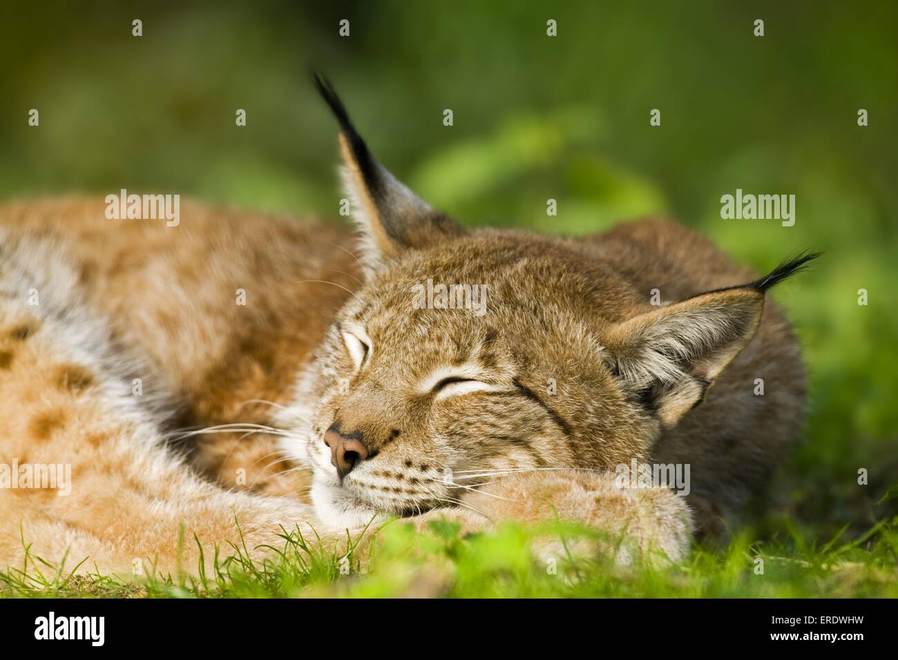 Eurasian lynx lynx lynx lying the grass hi-res stock photography and ...