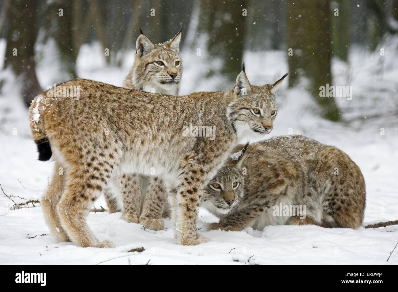 Lynx has 3 hi-res stock photography and images - Alamy