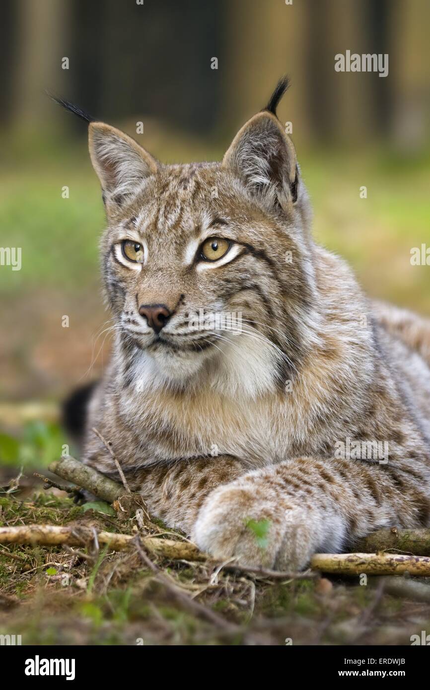 young European lynx Stock Photo - Alamy