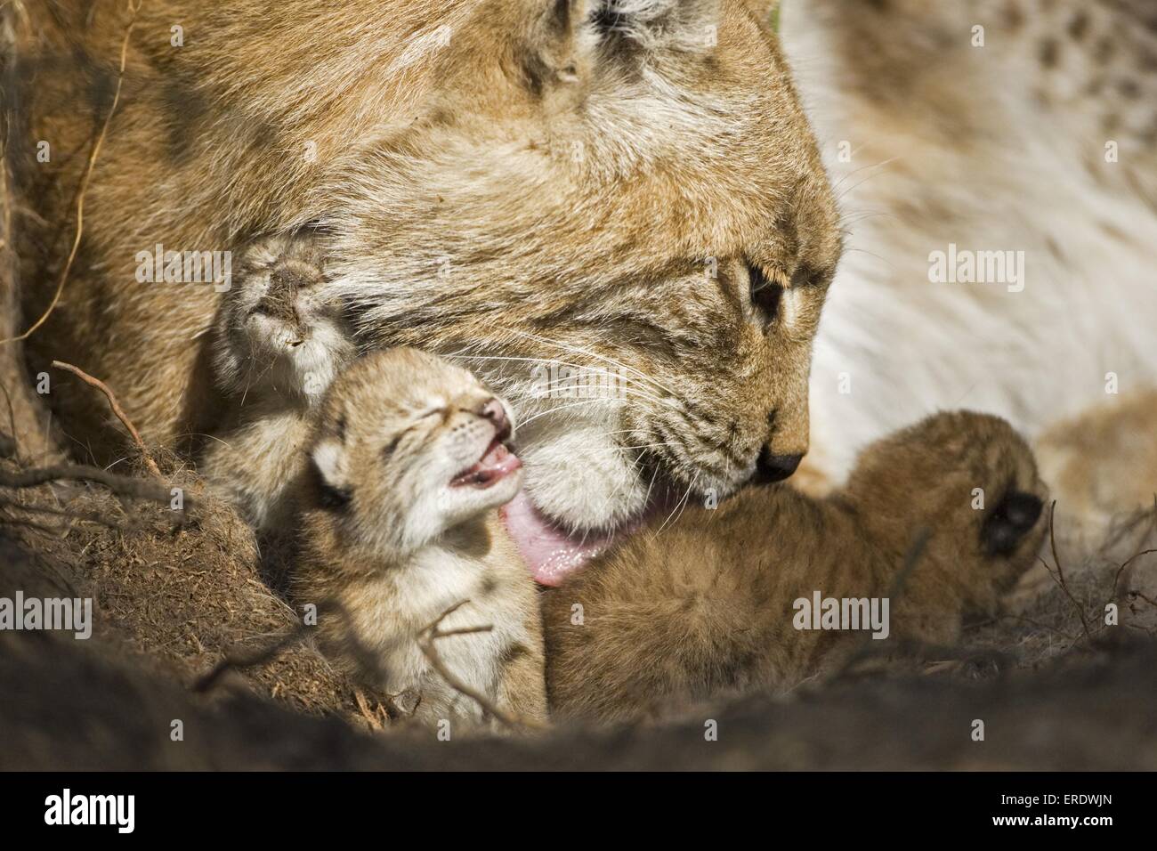 Lynx lynx group family hi-res stock photography and images - Alamy