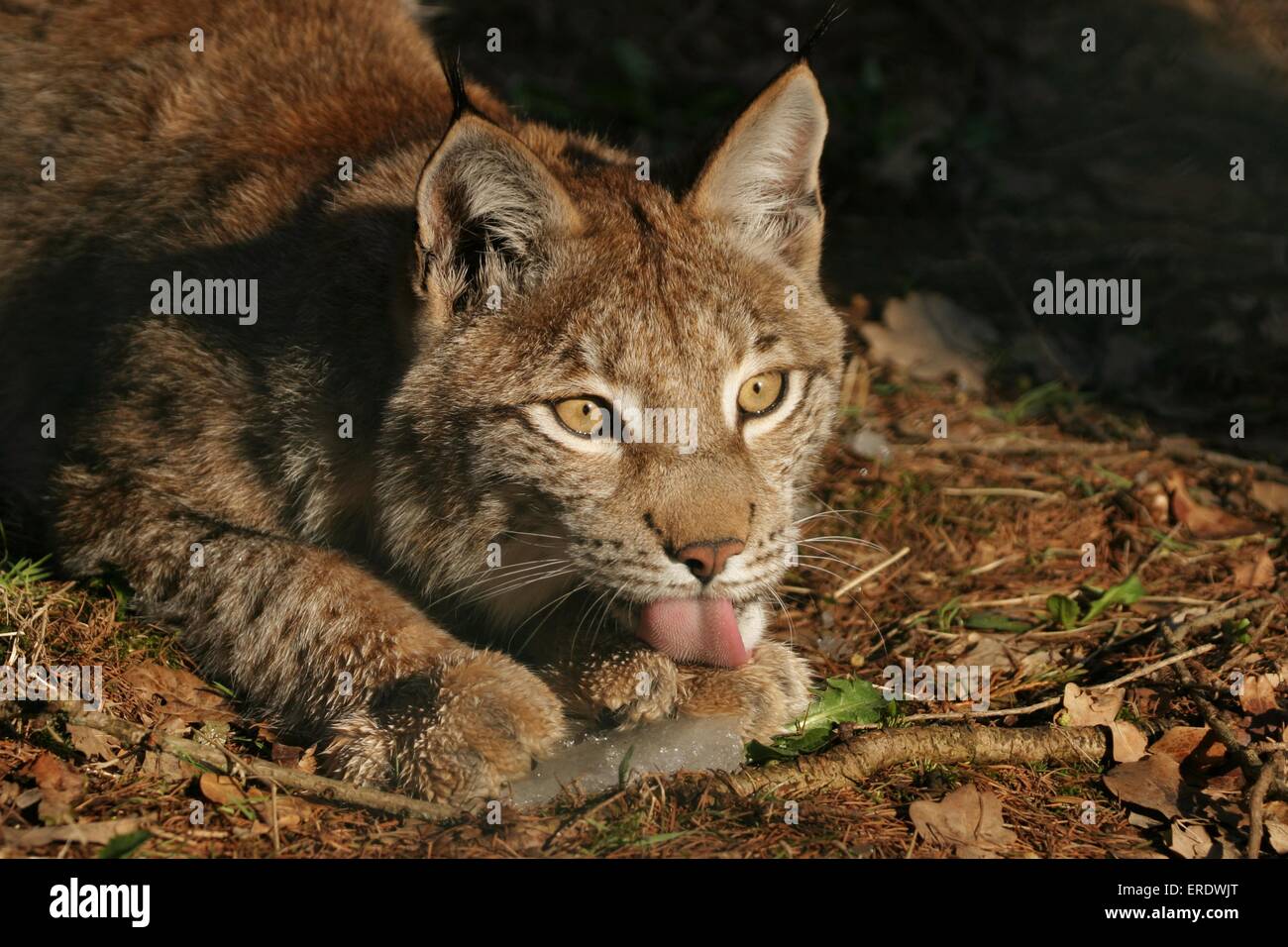 Eurasian lynx paw hi-res stock photography and images - Alamy