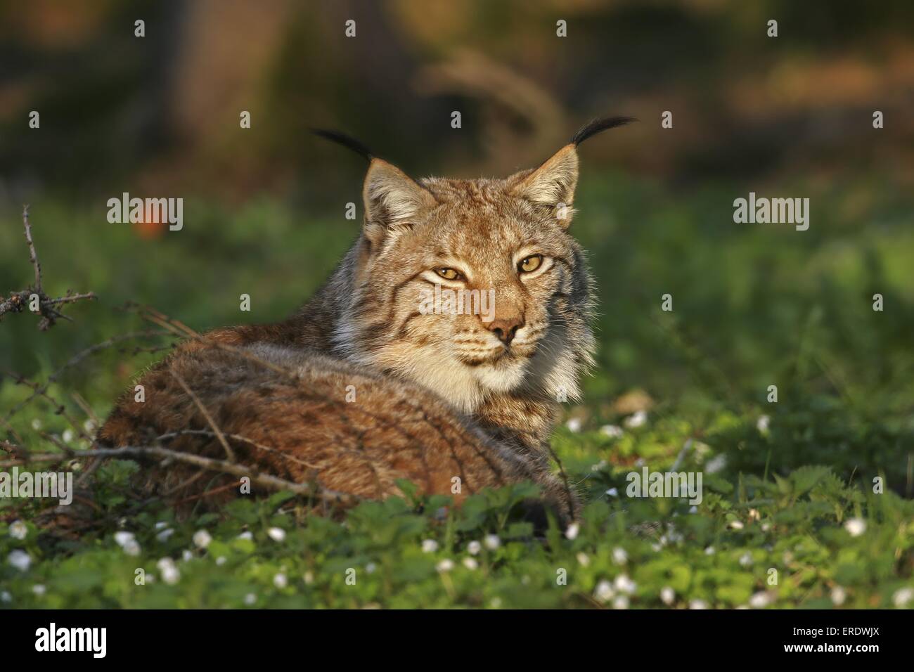Lynx flower hi-res stock photography and images - Alamy