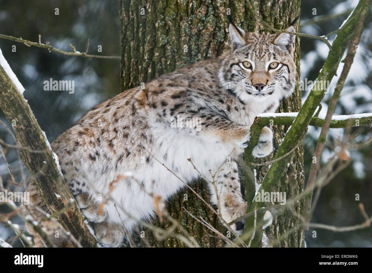 Eurasian lynx lynx lynx climbing hi-res stock photography and images ...