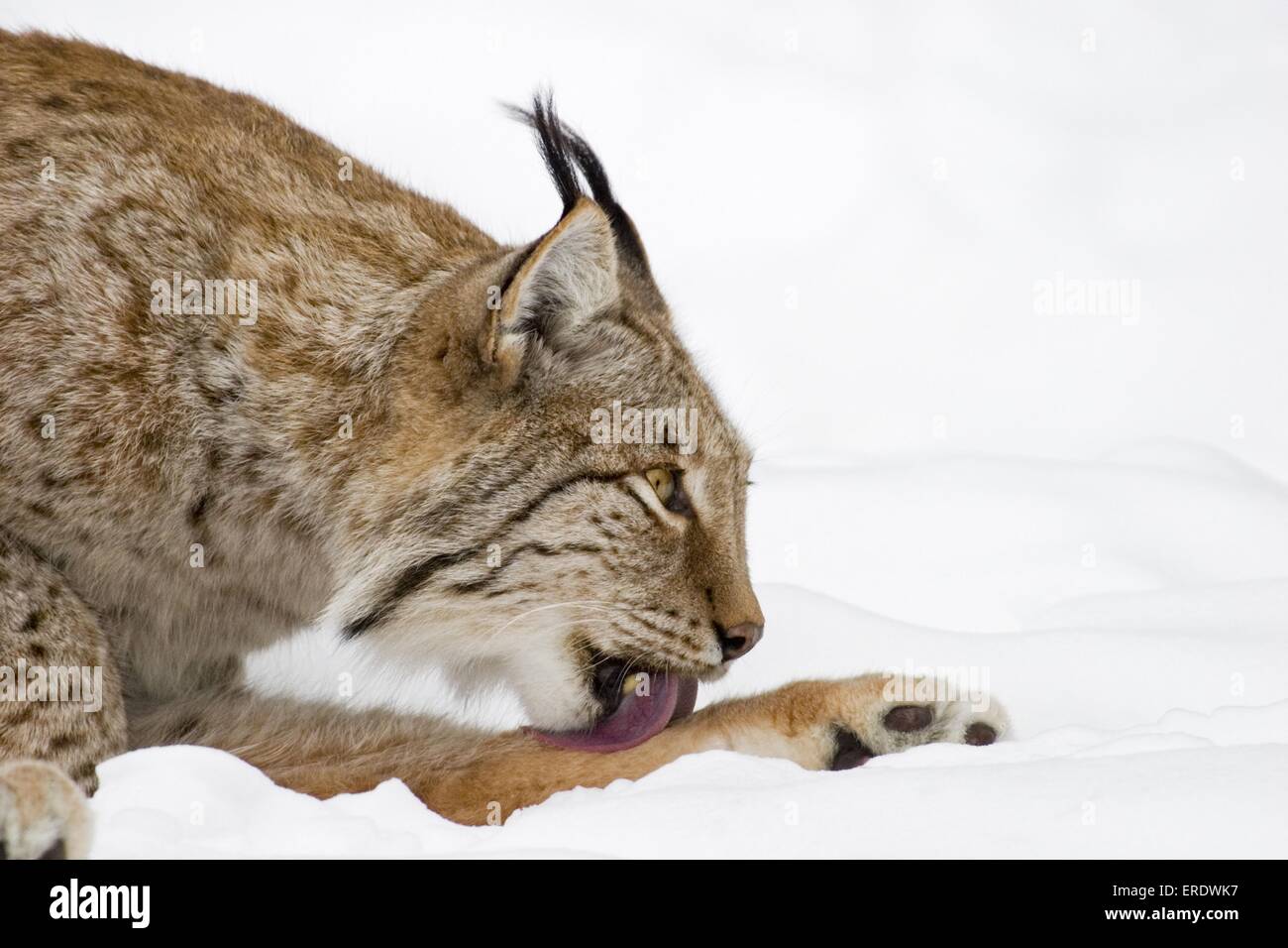 Lynx grooming hi-res stock photography and images - Alamy