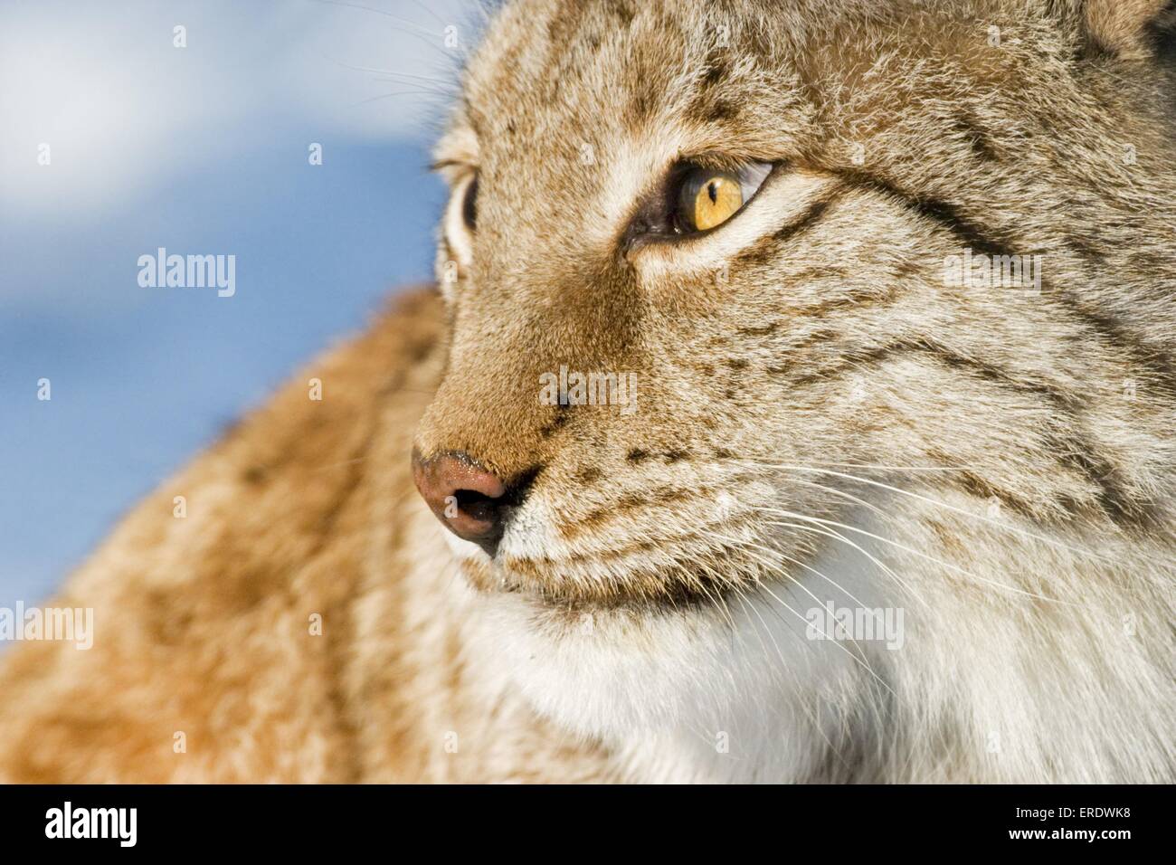 Lynx detail face portrait hi-res stock photography and images - Alamy