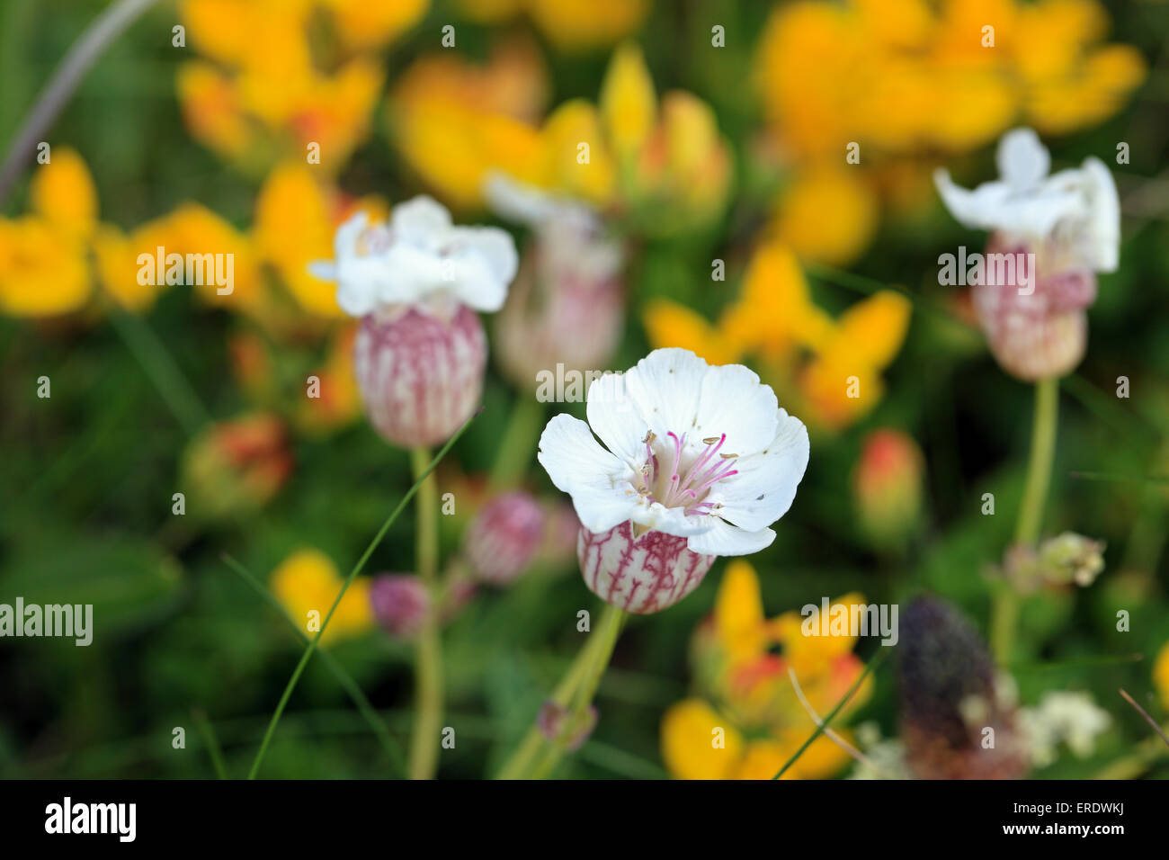 Sea Campion flower heads with yellow broom in the background on an ...