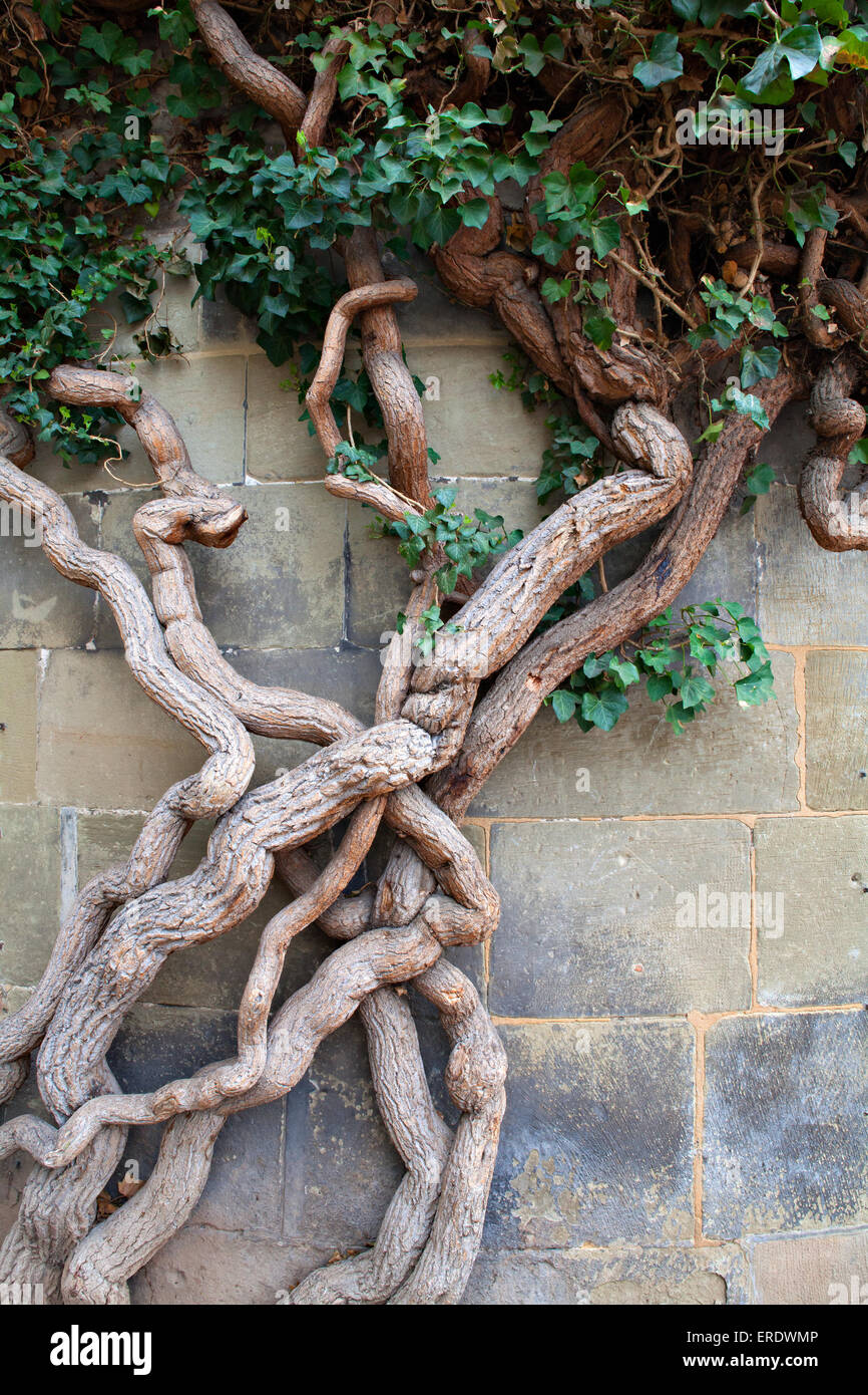Ivy on stone wall Stock Photo - Alamy