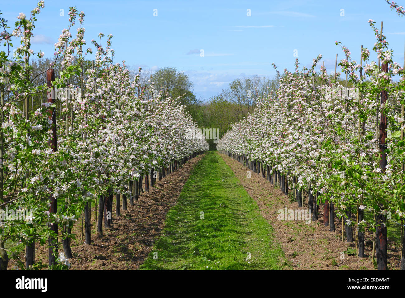 Apple blossom in Kentish orchard, Kent, England, UK Stock Photo - Alamy