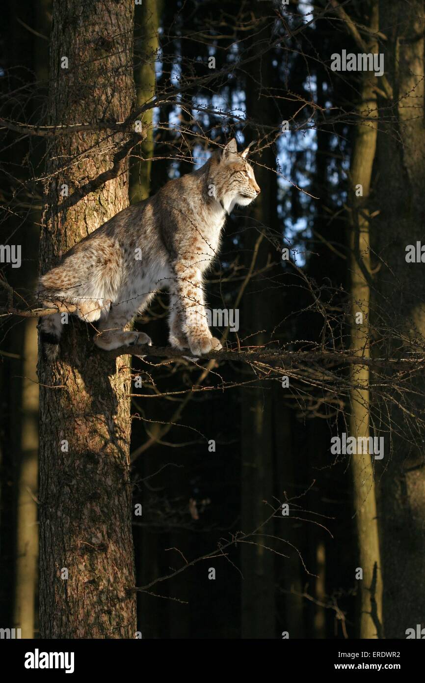 Profile of a lynx hi-res stock photography and images - Alamy