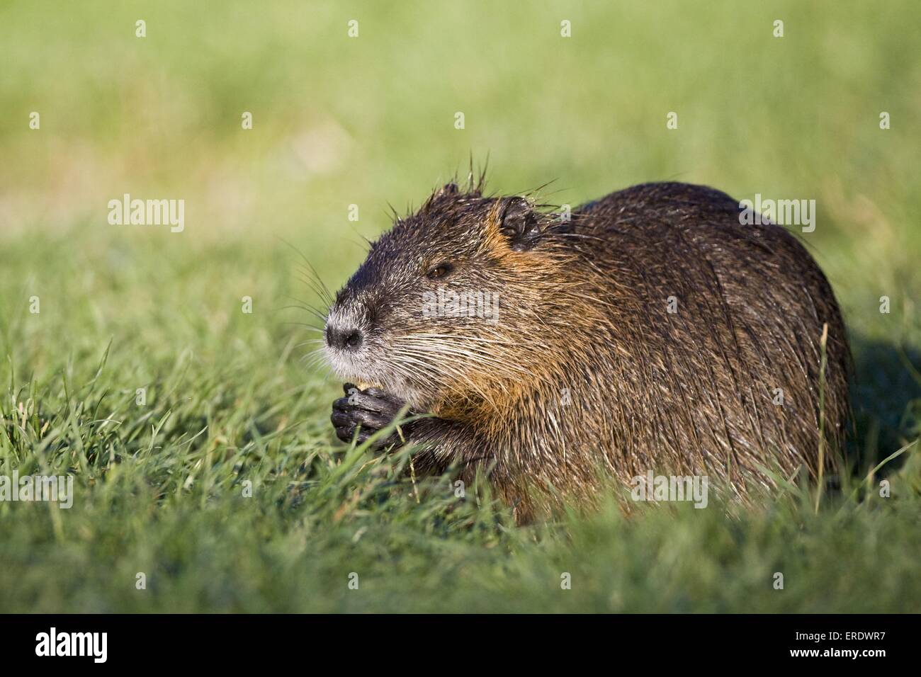 Coypu hi-res stock photography and images - Alamy