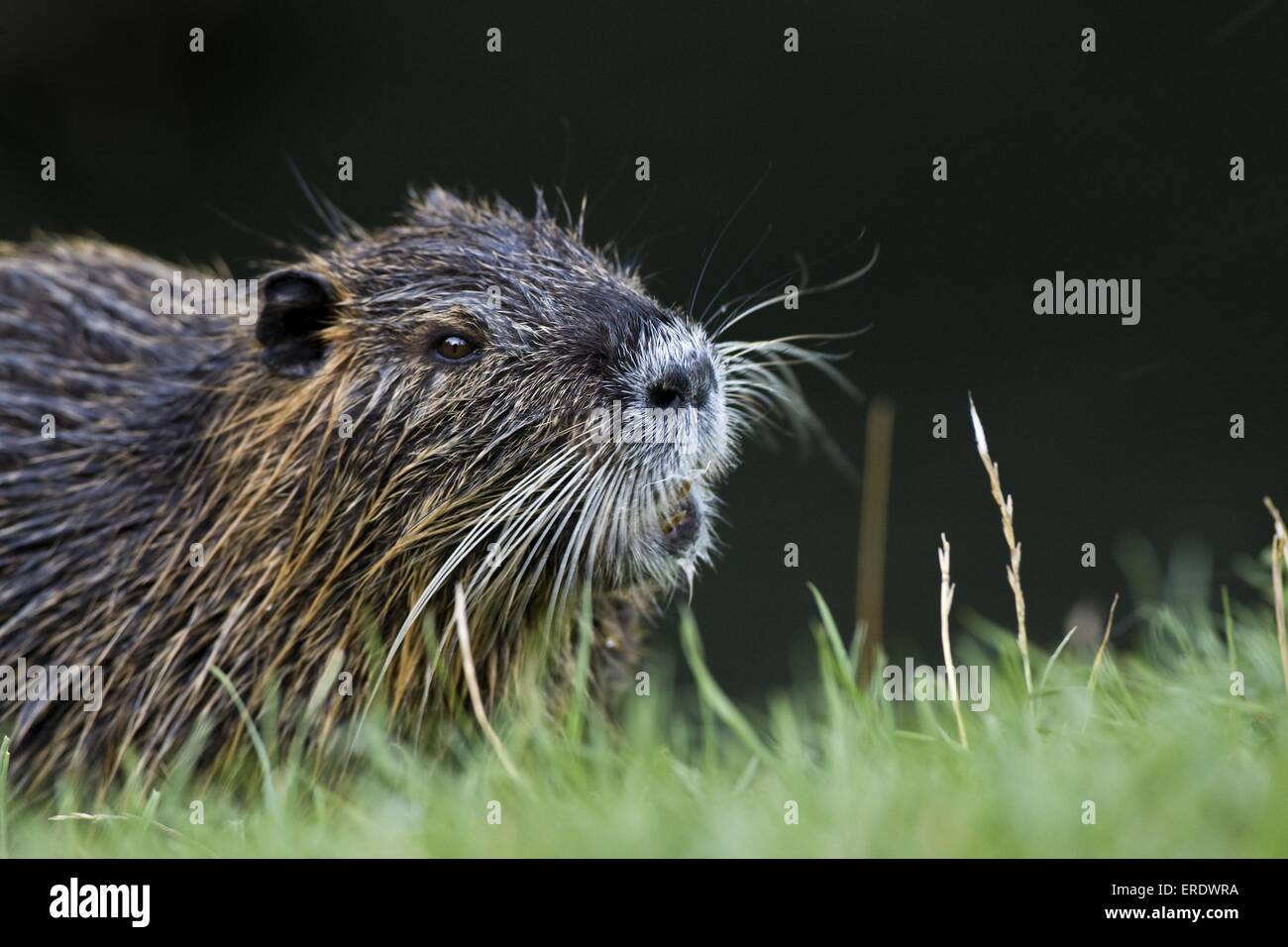 Coypu hi-res stock photography and images - Alamy