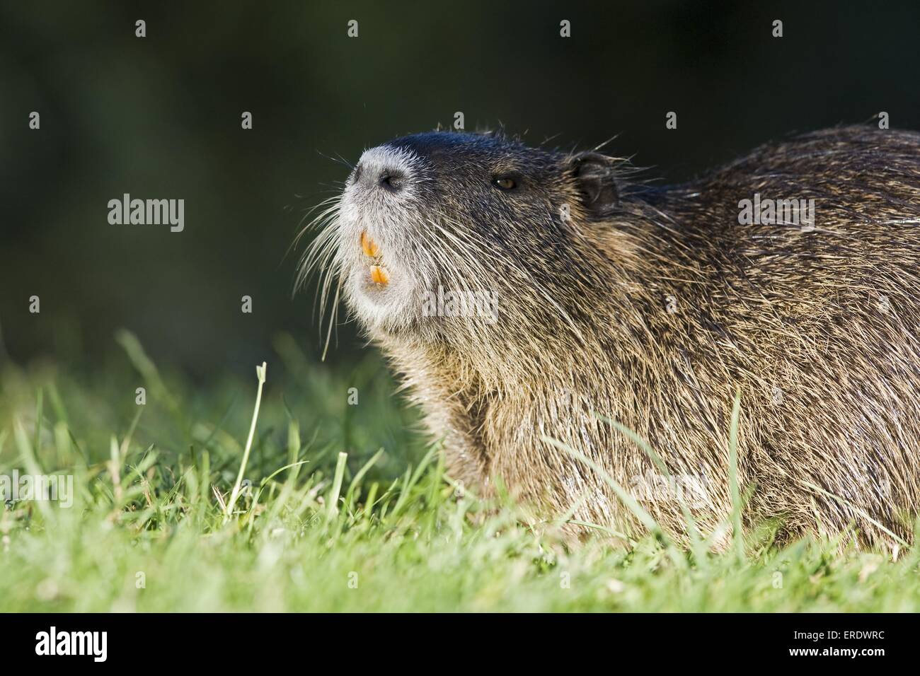 Coypu hi-res stock photography and images - Alamy