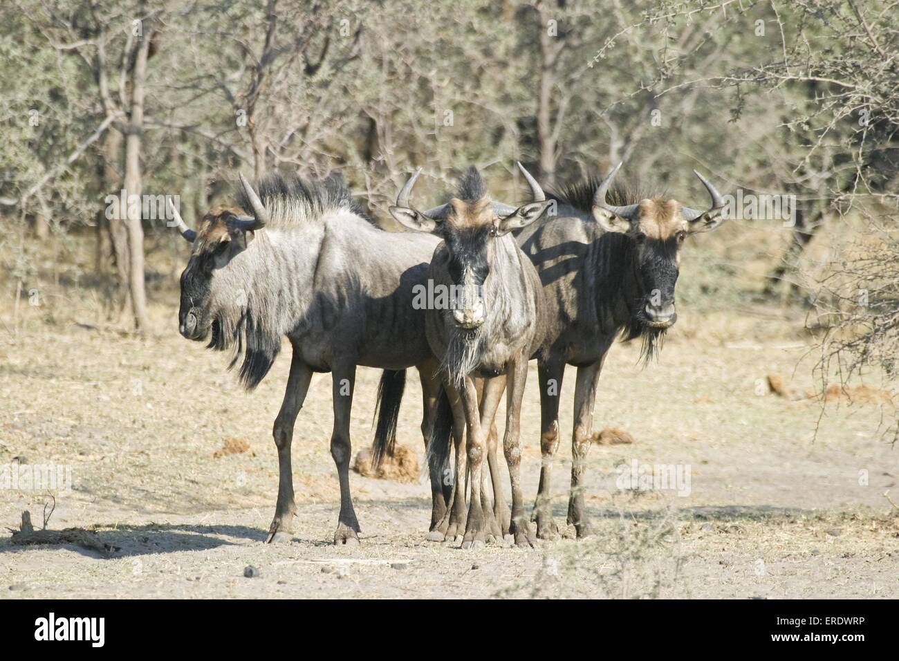 Wildebeests hi-res stock photography and images - Alamy