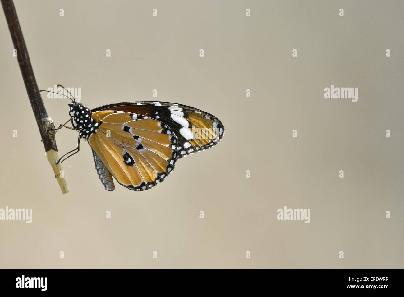 Plain tiger hi-res stock photography and images - Alamy