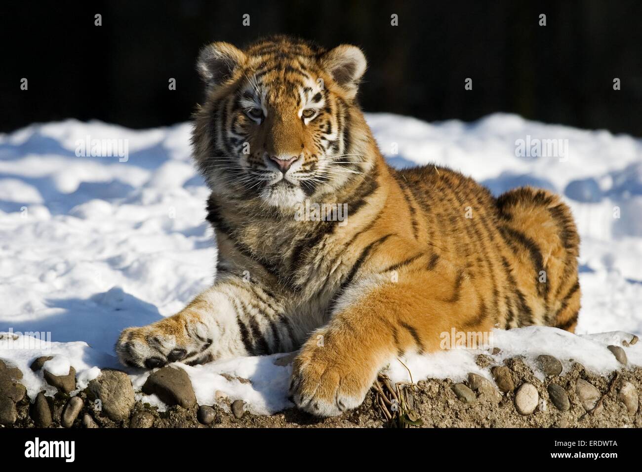 Amur tiger hi-res stock photography and images - Alamy