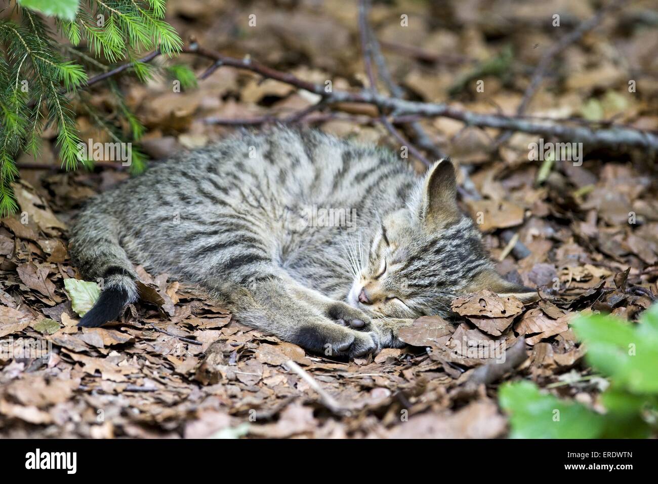 Wildcat sleeping hi-res stock photography and images - Alamy