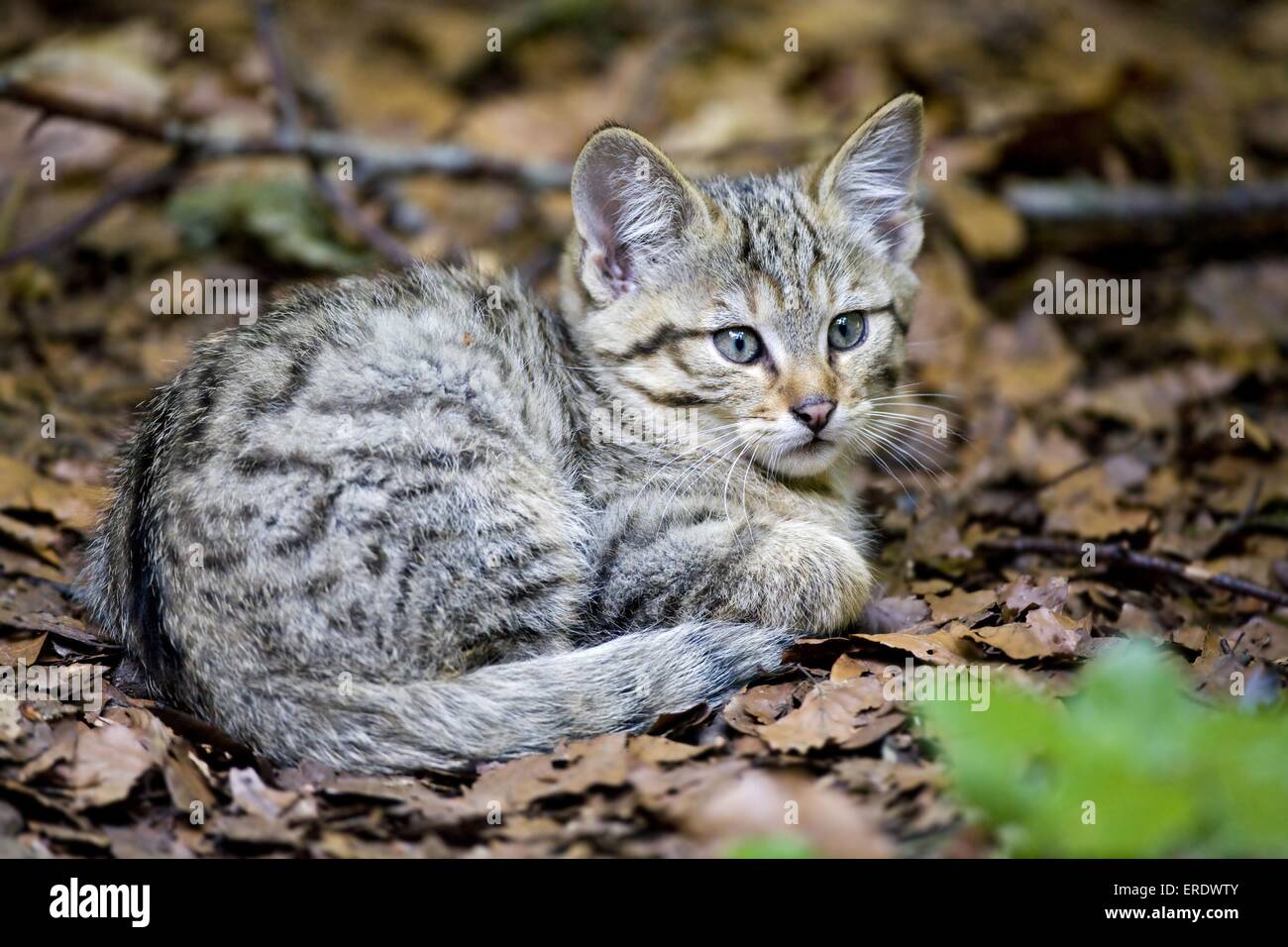 Cute wildcats hi-res stock photography and images - Alamy