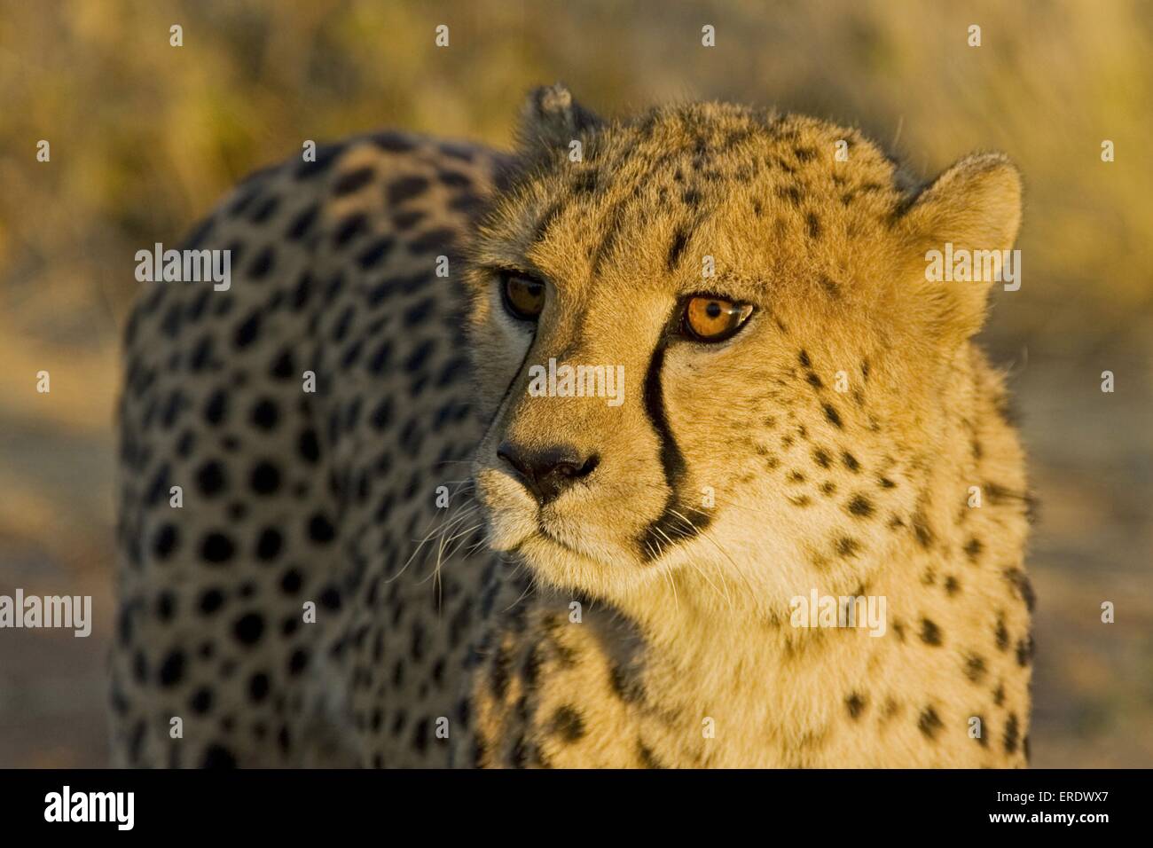 Frontal of a cheetah hi-res stock photography and images - Alamy