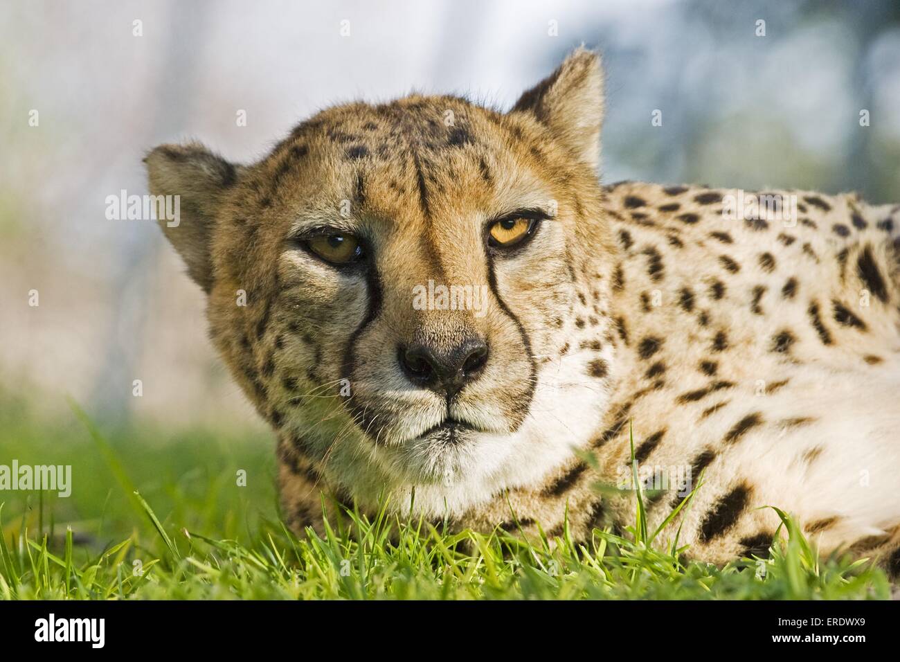 Frontal of a cheetah hi-res stock photography and images - Alamy