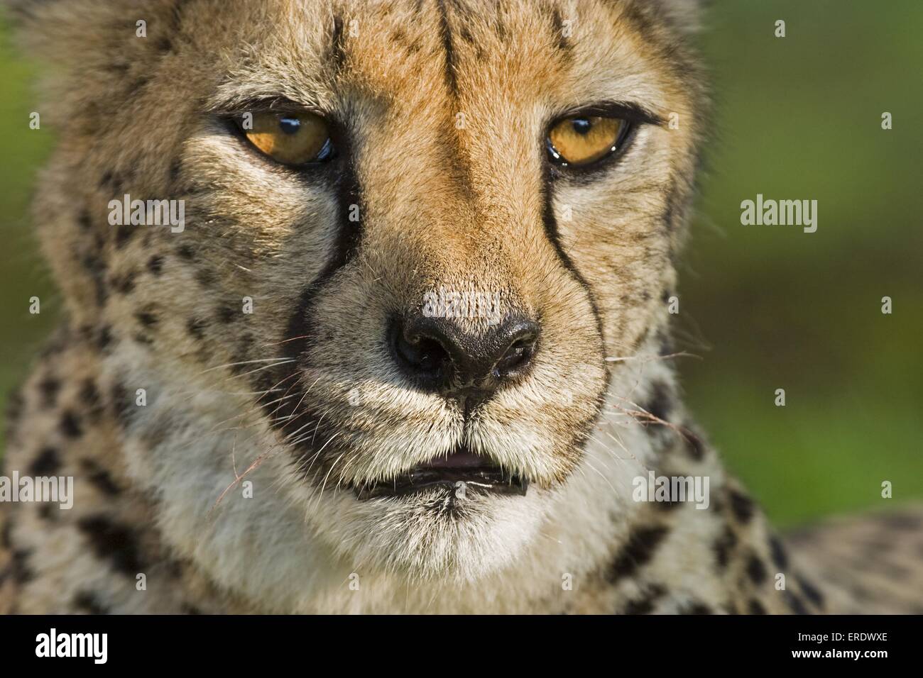 Cheetah face detail hi-res stock photography and images - Alamy