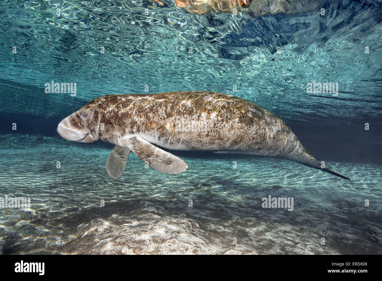 West Indian manatee or sea cow (Trichechus manatus) floating, Three ...