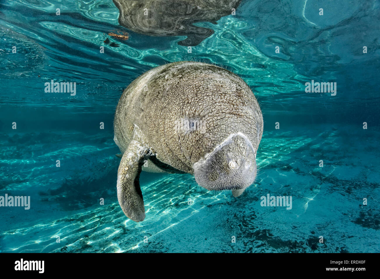 Baby West Indian Manatee
