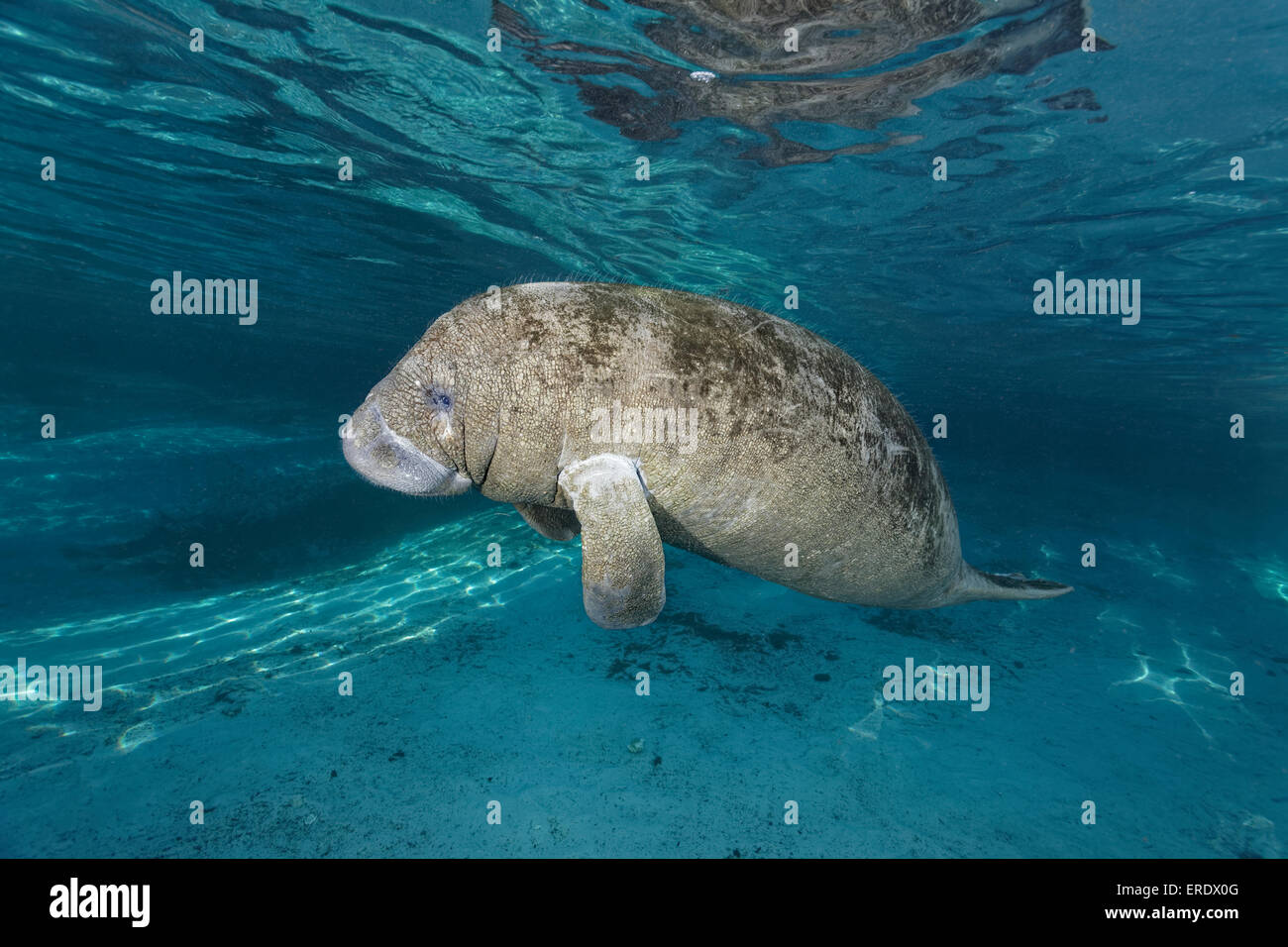 Young West Indian manatee or sea cow (Trichechus manatus), calf, Three ...