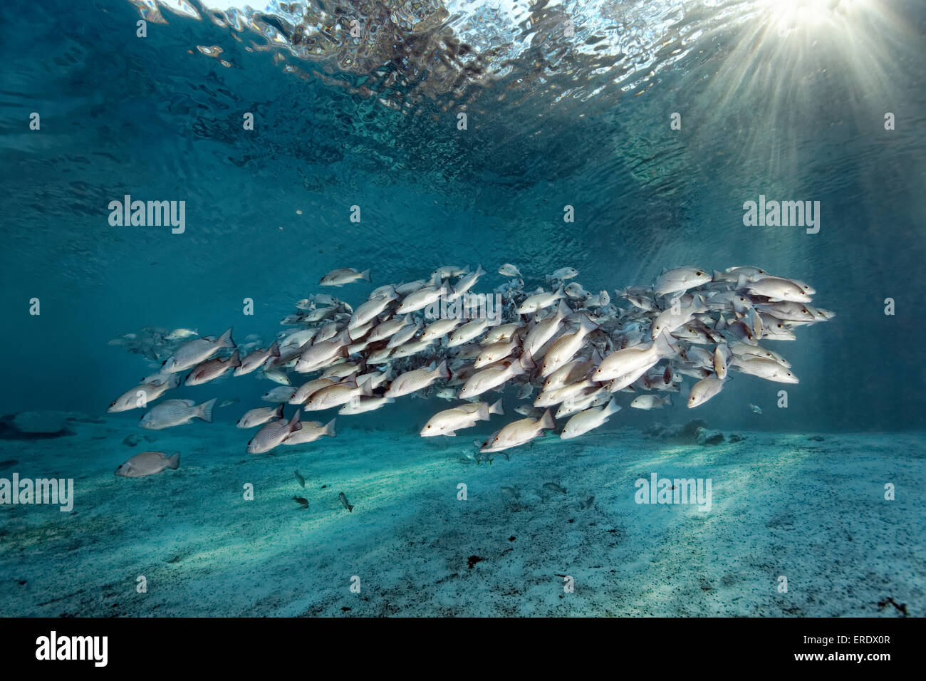 Shoal of gray snappers (Lutjanus griseus), Three Sisters Springs ...
