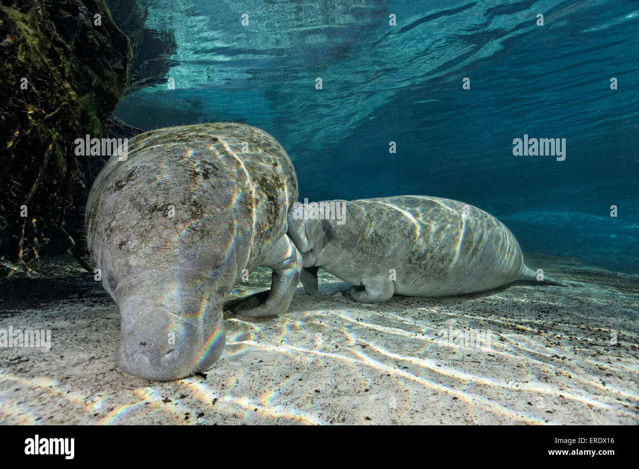 West indian manatee mother calf hi-res stock photography and images - Alamy