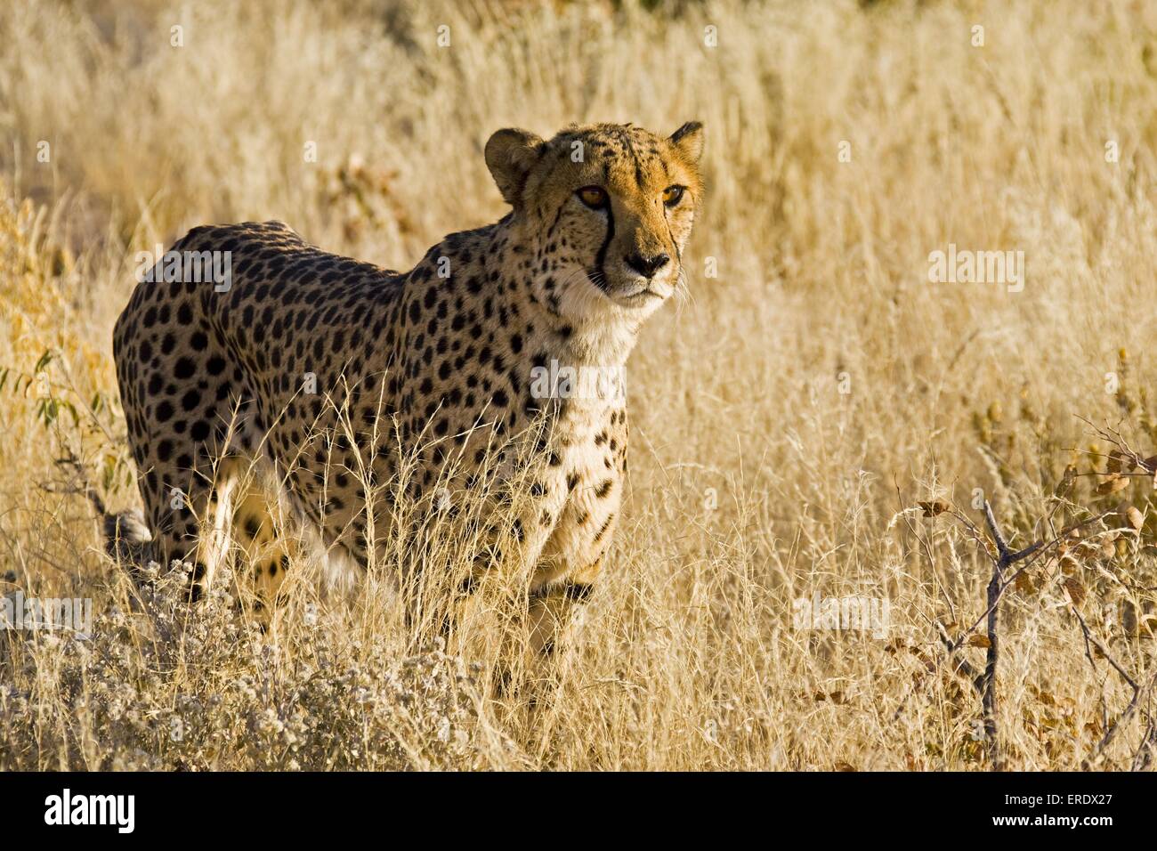Side view of cheetah standing hi-res stock photography and images - Alamy
