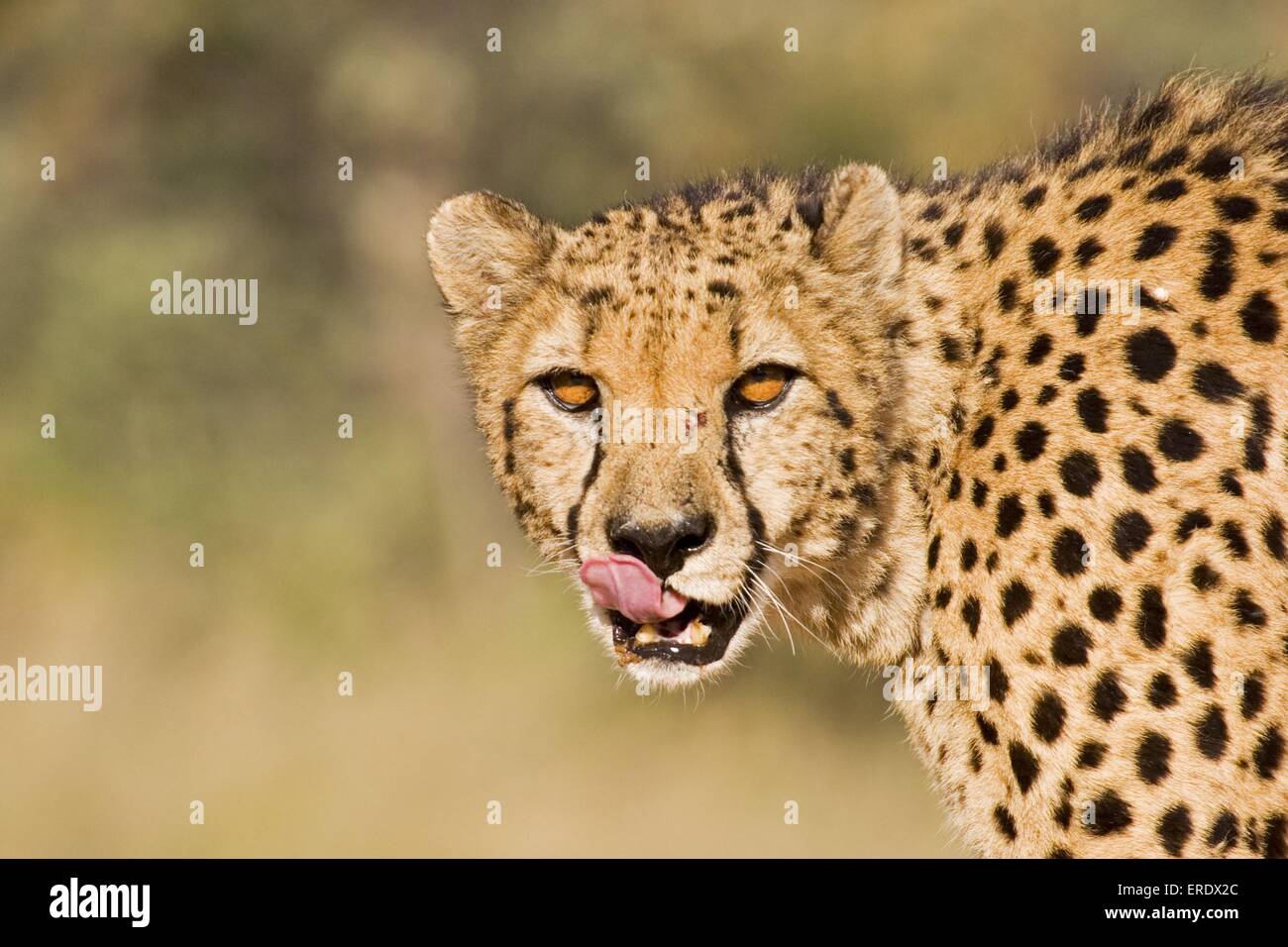 Cheetah tongue hi-res stock photography and images - Alamy