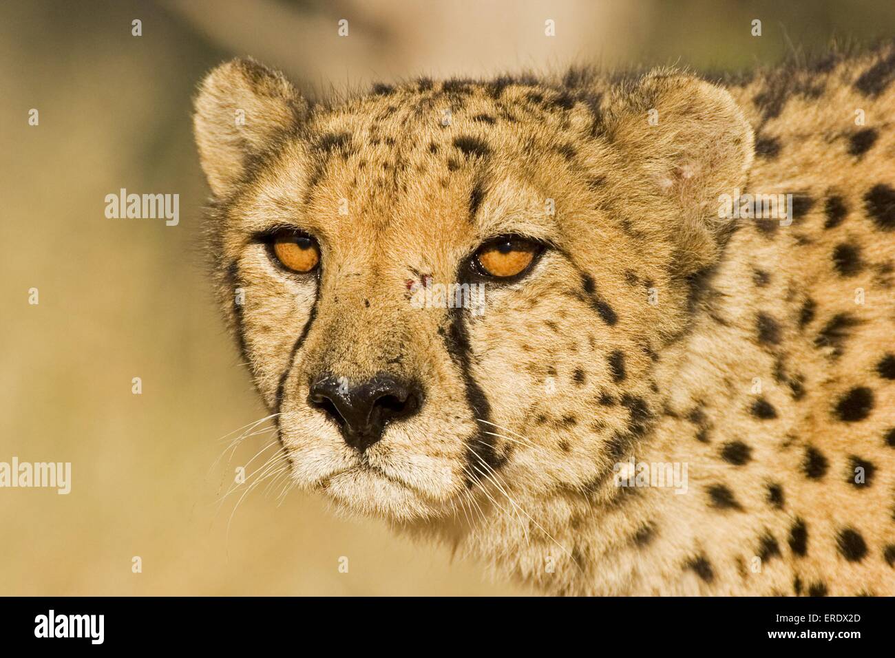 Side view cheetah portrait hi-res stock photography and images - Alamy