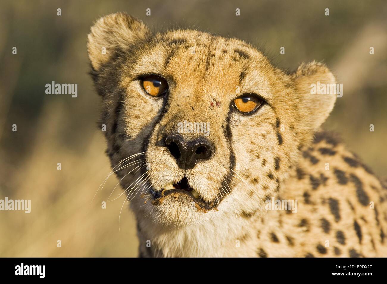 Frontal of a cheetah hi-res stock photography and images - Alamy
