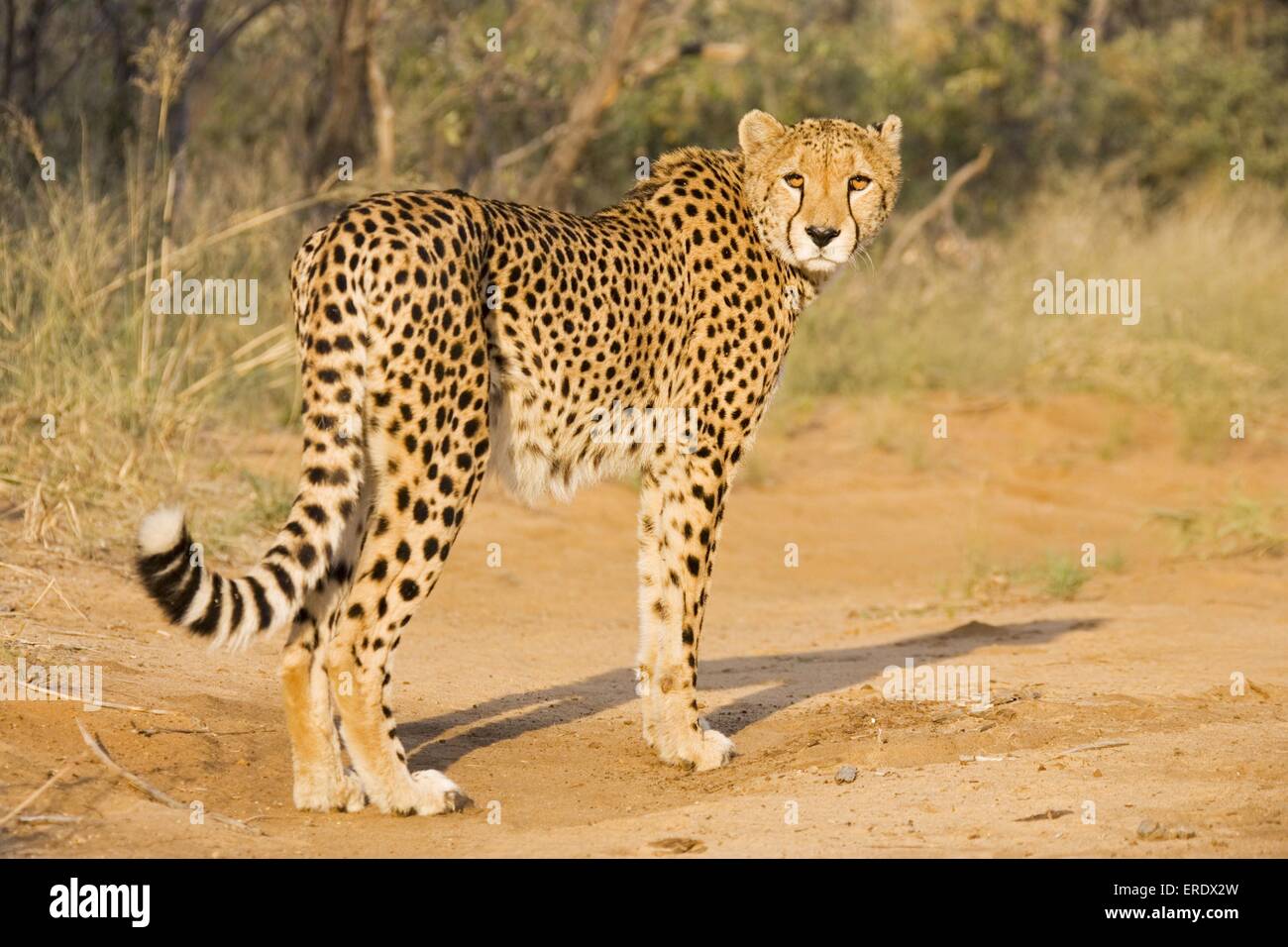 Side view of cheetah standing hi-res stock photography and images - Alamy