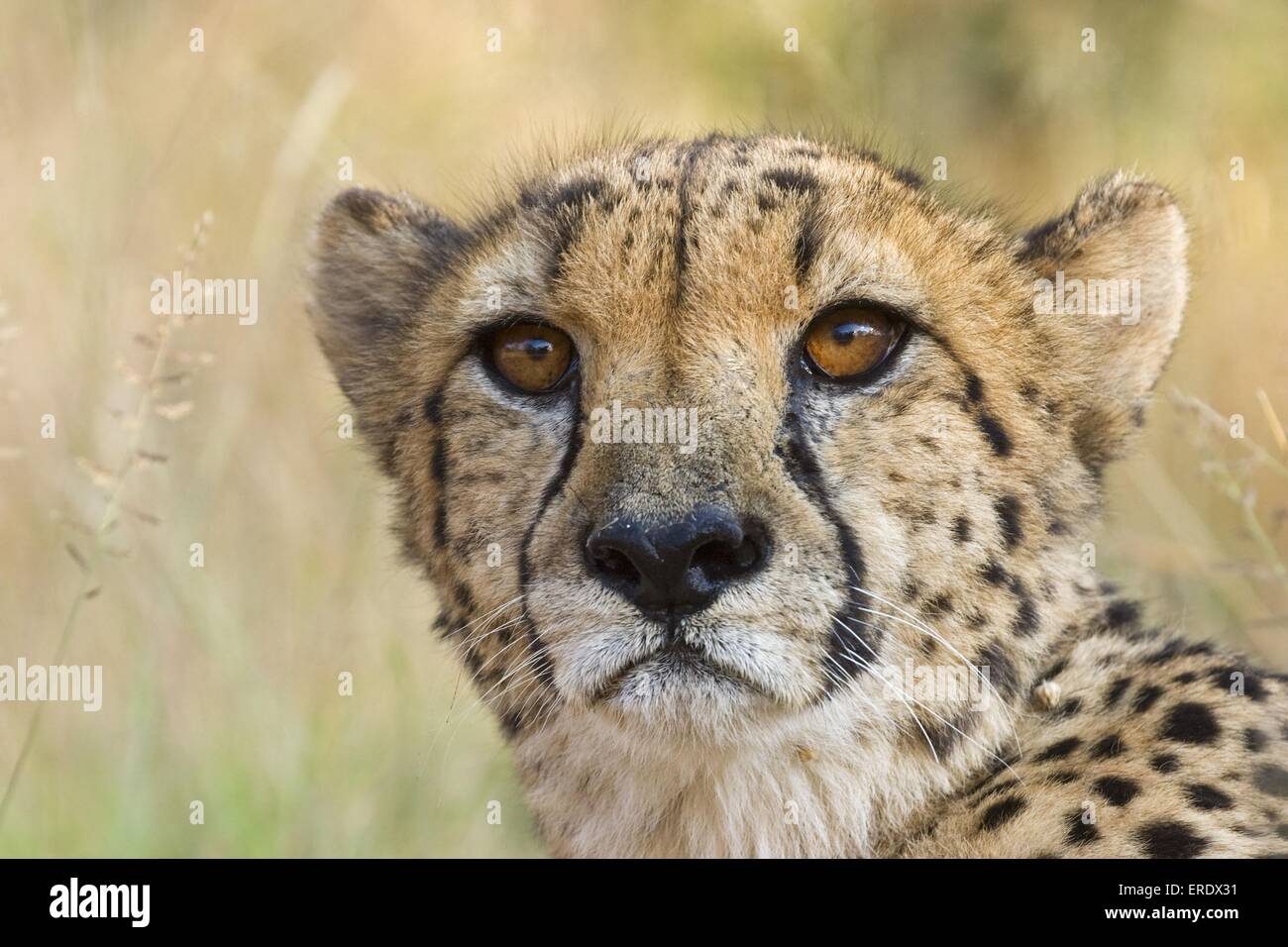 Frontal of a cheetah hi-res stock photography and images - Alamy
