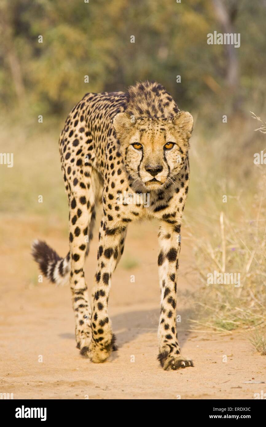 Cheetah walking to camera hi-res stock photography and images - Alamy