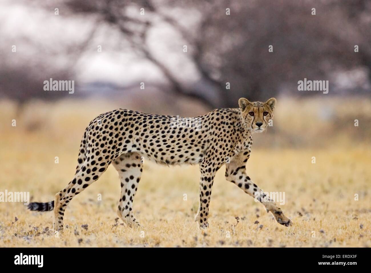 Cheetah walk hi-res stock photography and images - Alamy