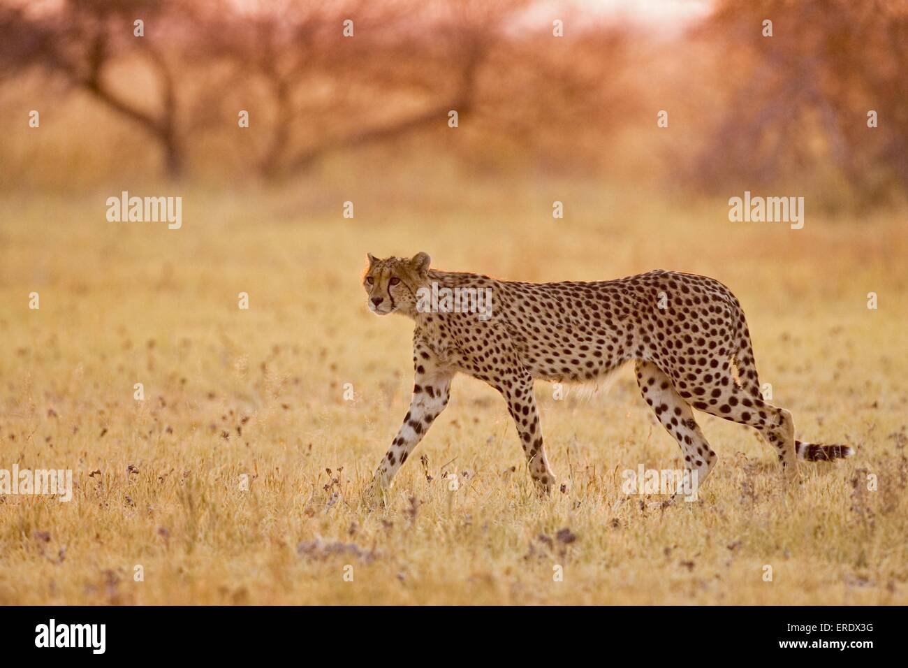 Cheetah sunset hi-res stock photography and images - Alamy