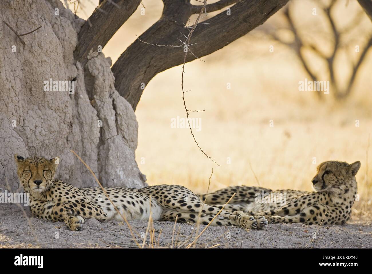Cheetahs lying hi-res stock photography and images - Alamy