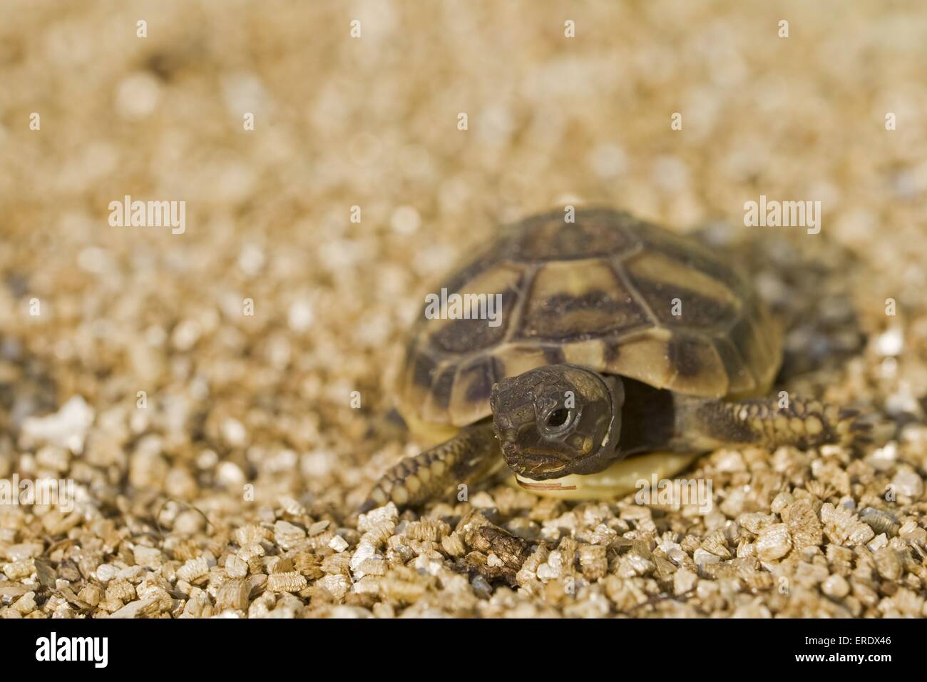 Hermanns tortoises hi-res stock photography and images - Alamy