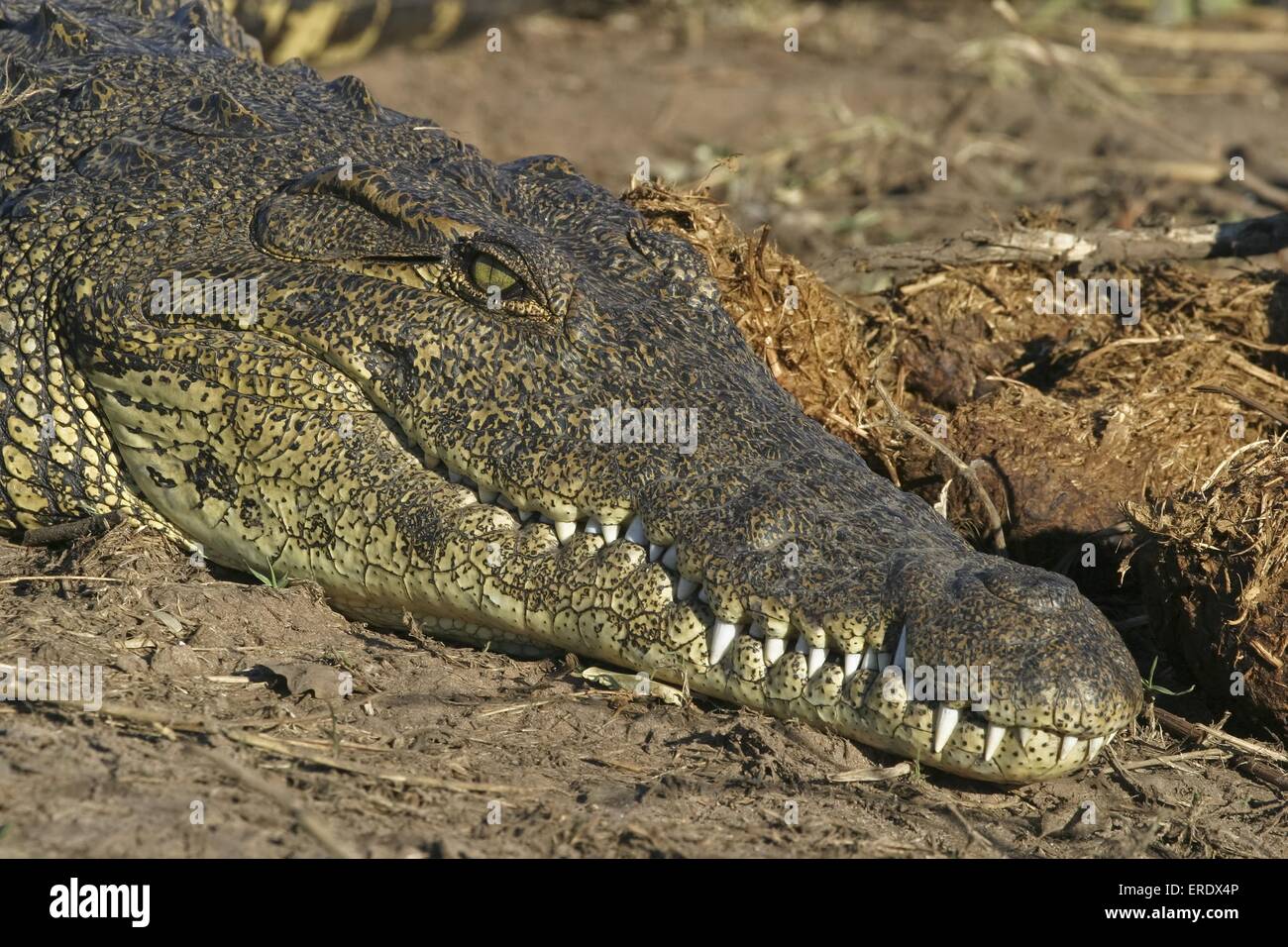Crocodile side view hi-res stock photography and images - Alamy
