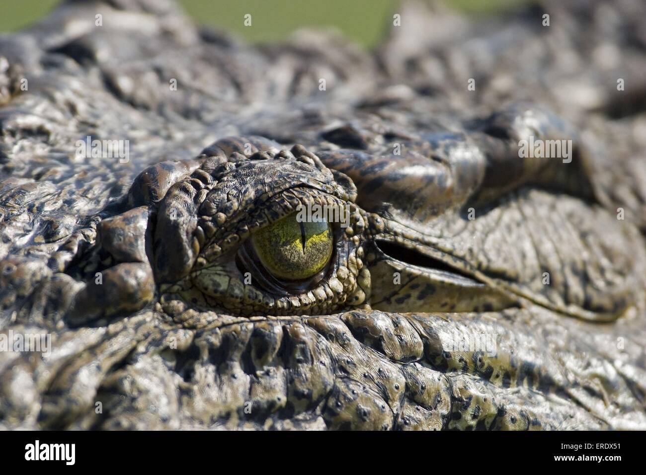 Nile crocodile eye Stock Photo - Alamy