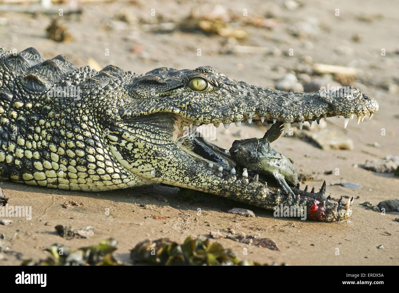 Crocodile eating fish hi-res stock photography and images - Alamy