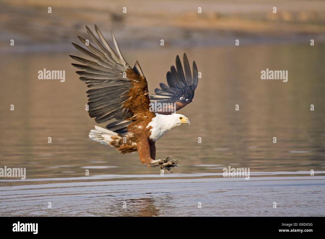 hunting African fish eagle Stock Photo - Alamy