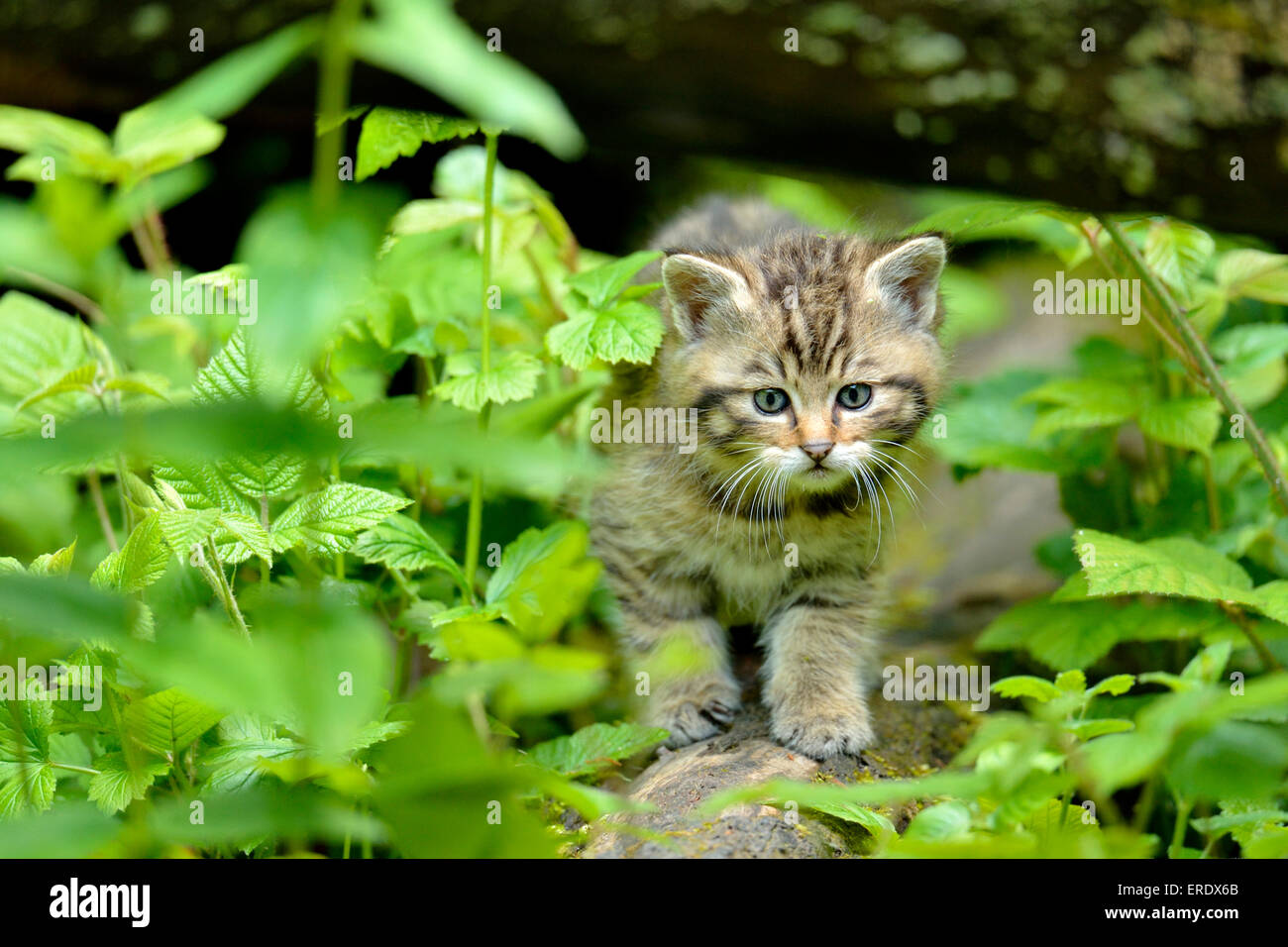 Young European wildcat (Felis silvestris silvestris), Langenberg ...