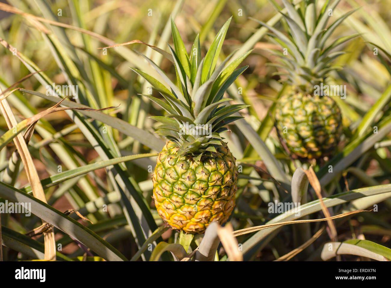 Pineapple (Ananas comosus), Hawaii, USA Stock Photo - Alamy