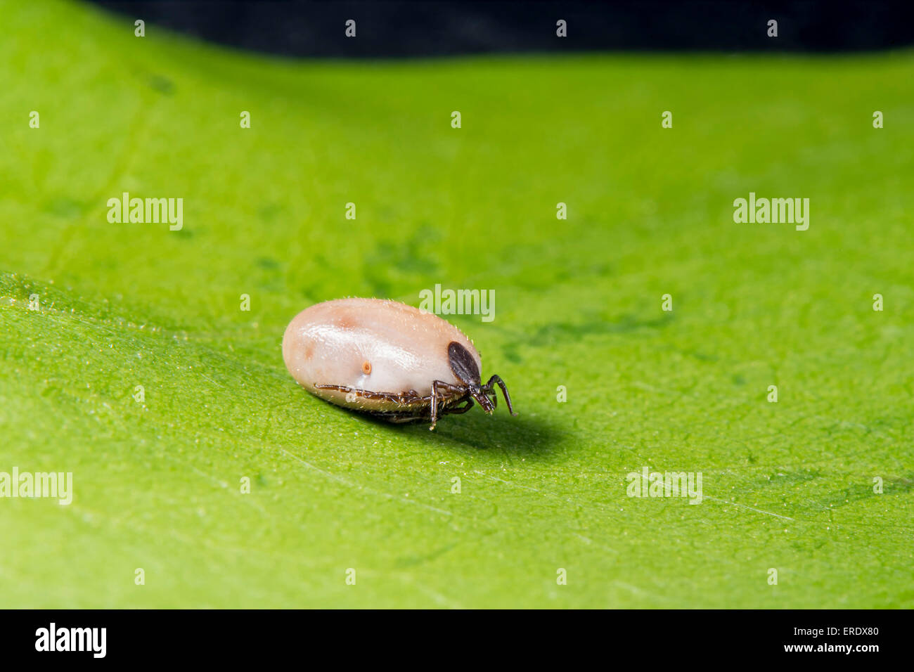 Castor Bean Tick (Ixodes ricinus), engorged, on green leaf Stock Photo ...