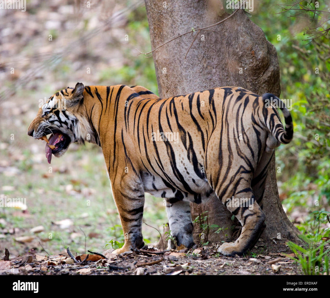 Predator response hi-res stock photography and images - Alamy